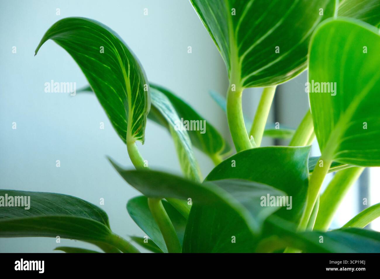 Inside green house plants hi-res stock photography and images - Alamy