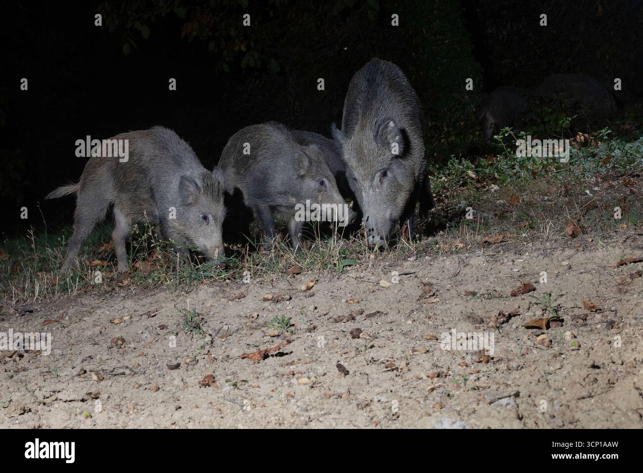 Young wild boars sus hi-res stock photography and images - Alamy