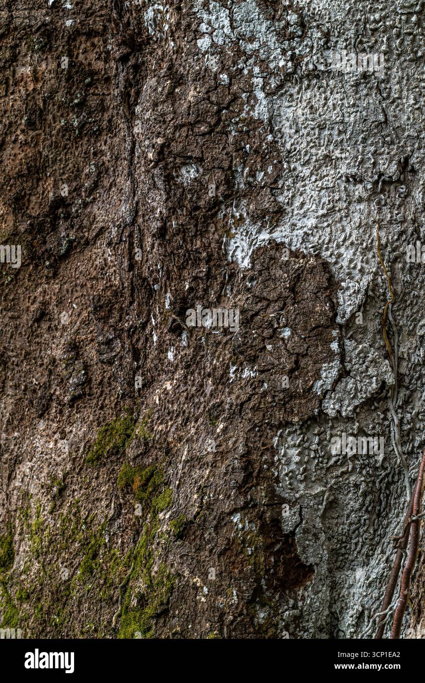 Bark of a Mango Tree (Mangifera indica Stock Photo - Alamy