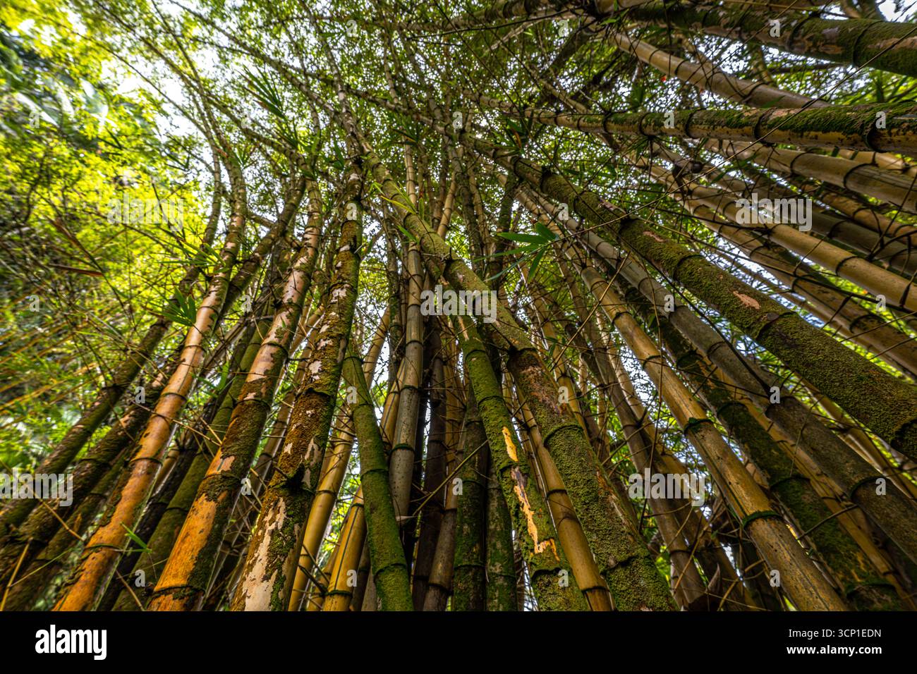 Painted Bamboo (Bambusa vulgaris ‘Vittata’ Stock Photo - Alamy