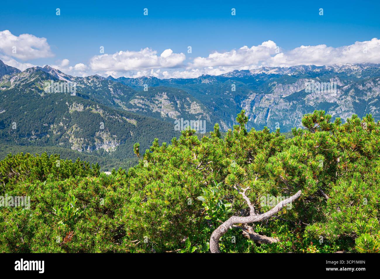 Mountain valley panorama with pine shrubs and distant peaks in Triglav ...