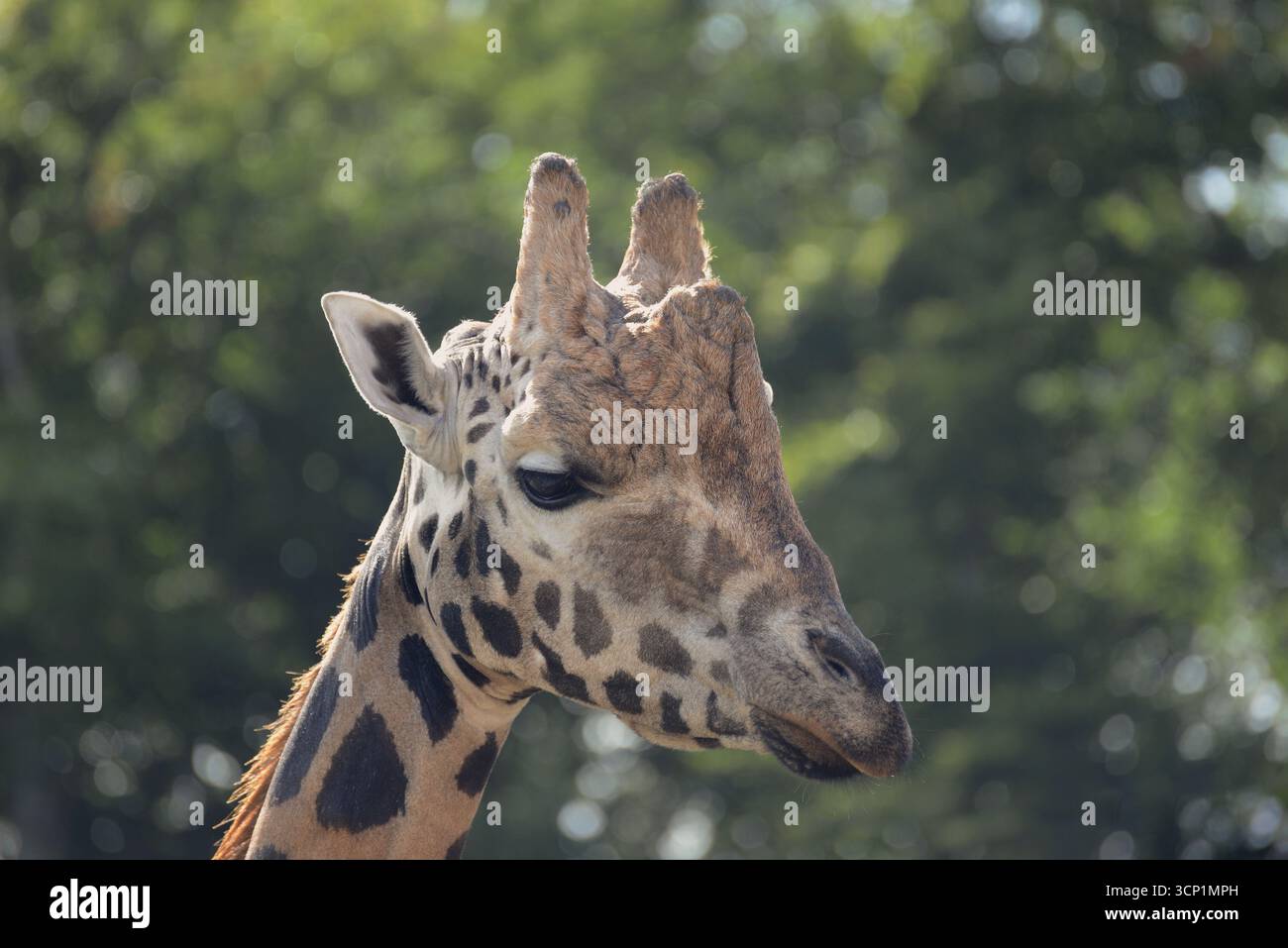 One rothschilds giraffe giraffa hi-res stock photography and images - Alamy