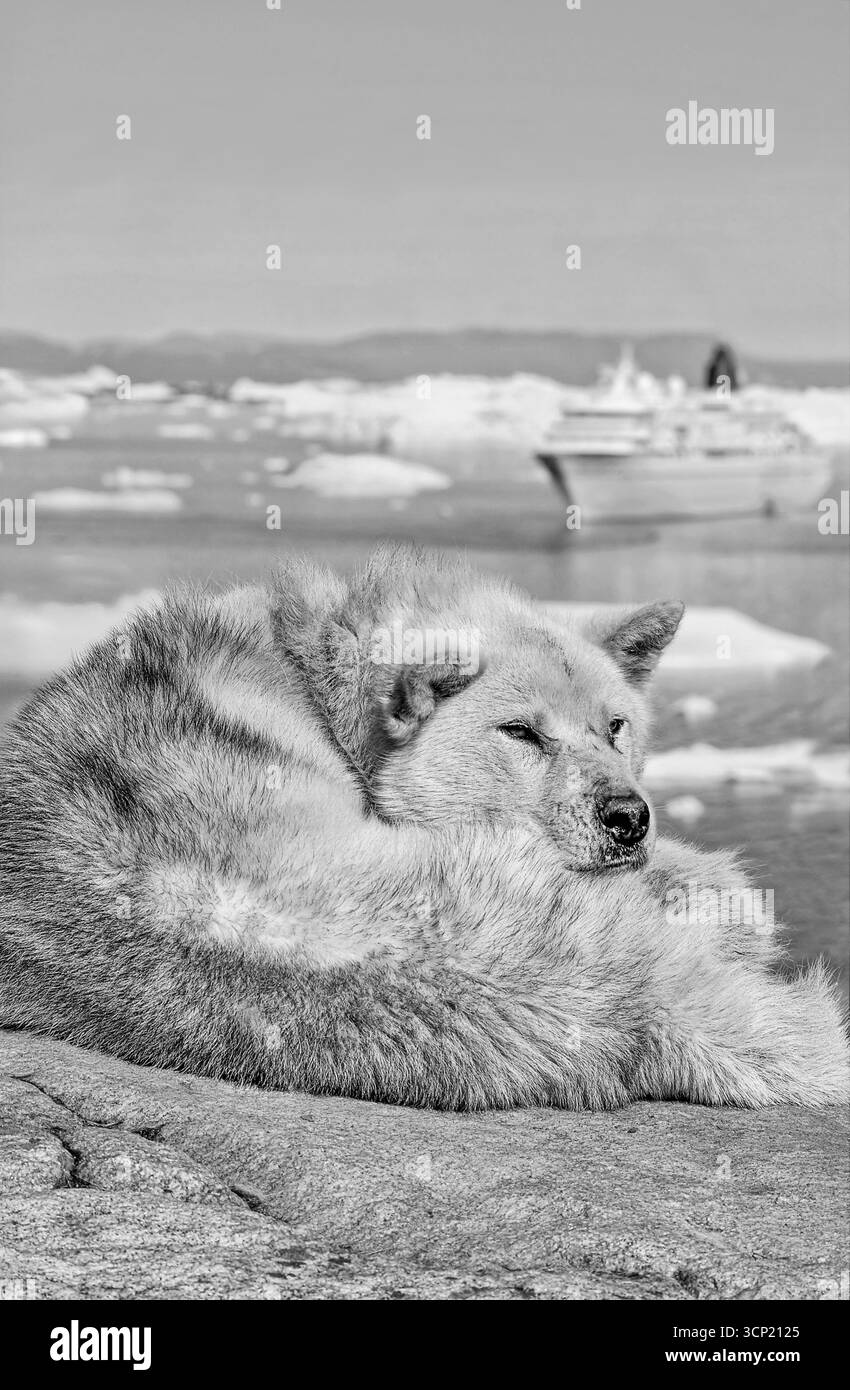 Black and white image of a sledge Dog relaxing in a village in ...