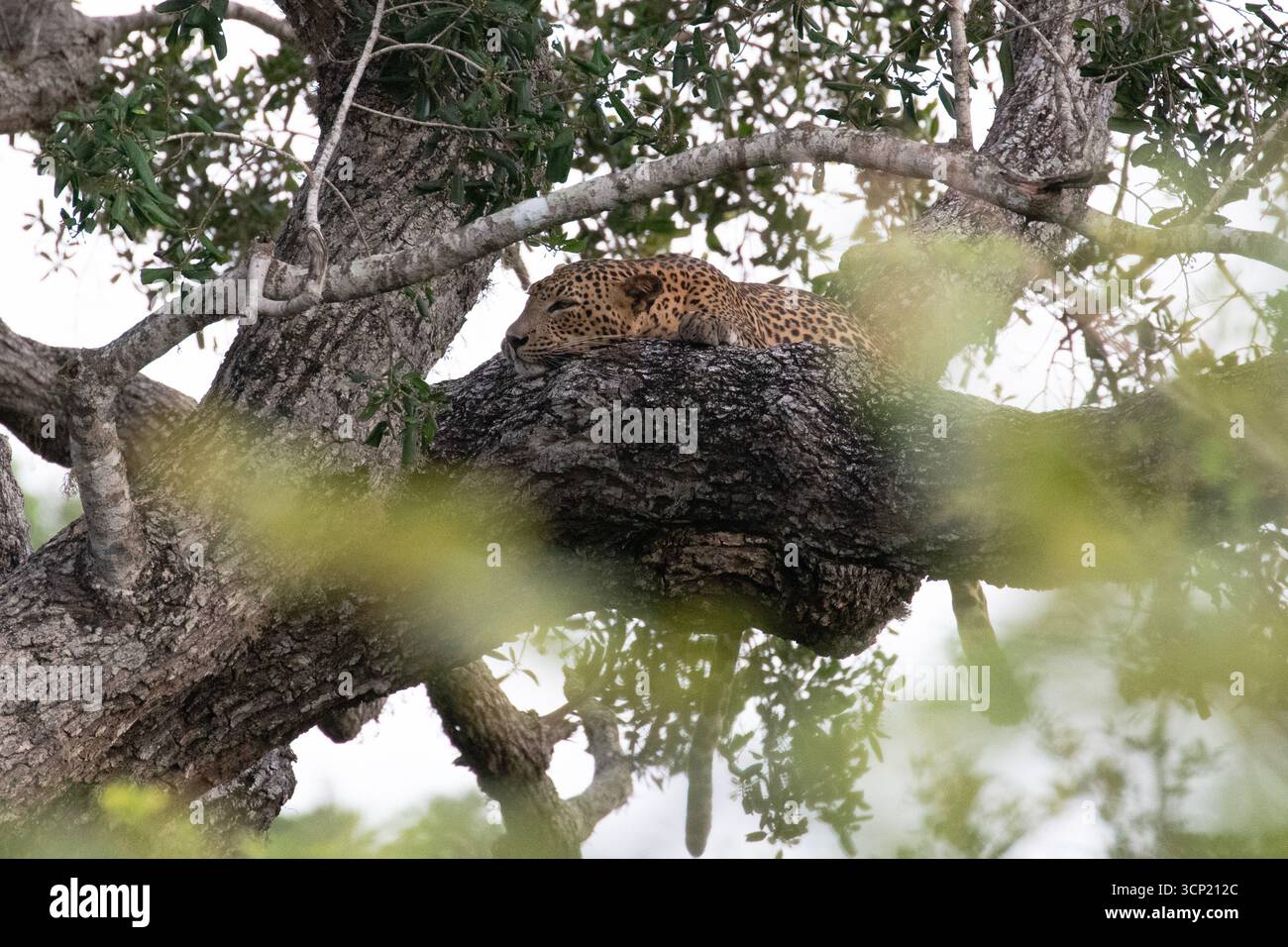 Leopards sleeping in tree hi-res stock photography and images - Alamy