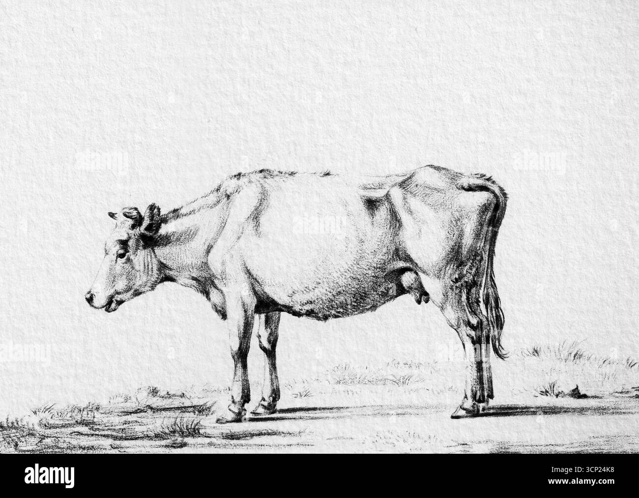 Cow vintage painting Black and White Stock Photos & Images - Alamy