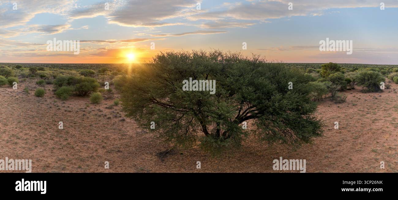 aerial view of african bush, typical, southern Africa, acacia trees at ...