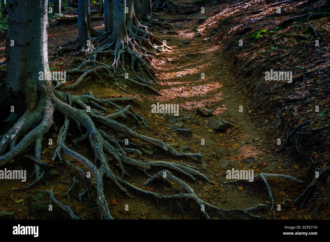 Exposed tangled roots of tall trees weave across a shady, rugged ...