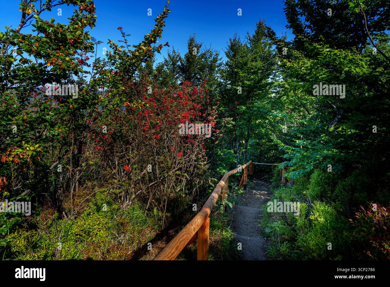 Narrow forest path bordered hi-res stock photography and images - Alamy