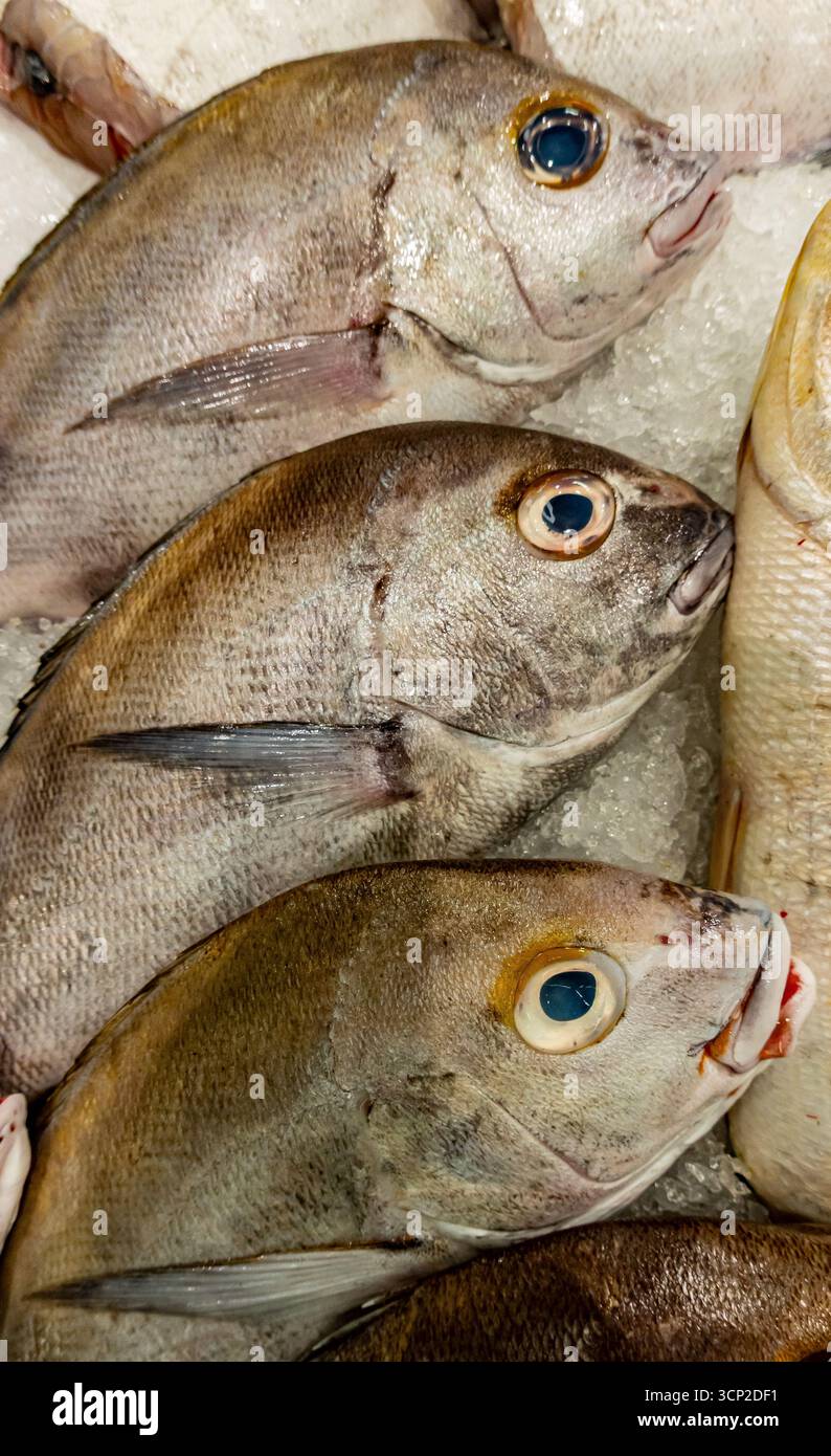 Freshly caught fish displaying distinct scales and an open mouth, lying ...