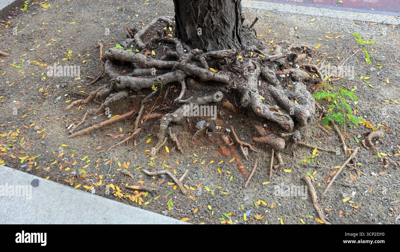 Compressed roots hi-res stock photography and images - Alamy