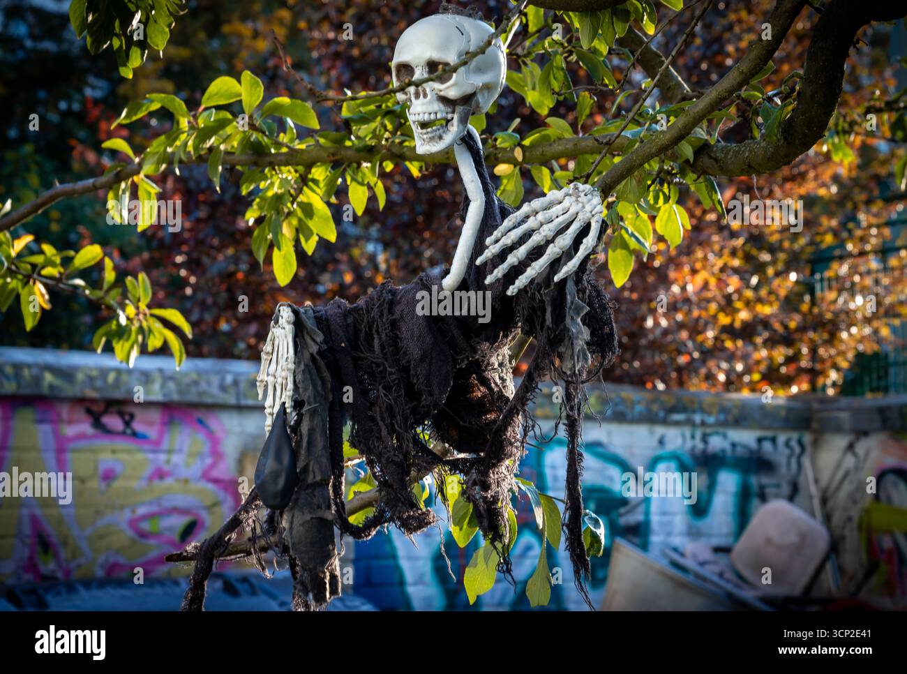 Grim Reaper style skeleton Halloween prop in tattered robe hanging from ...