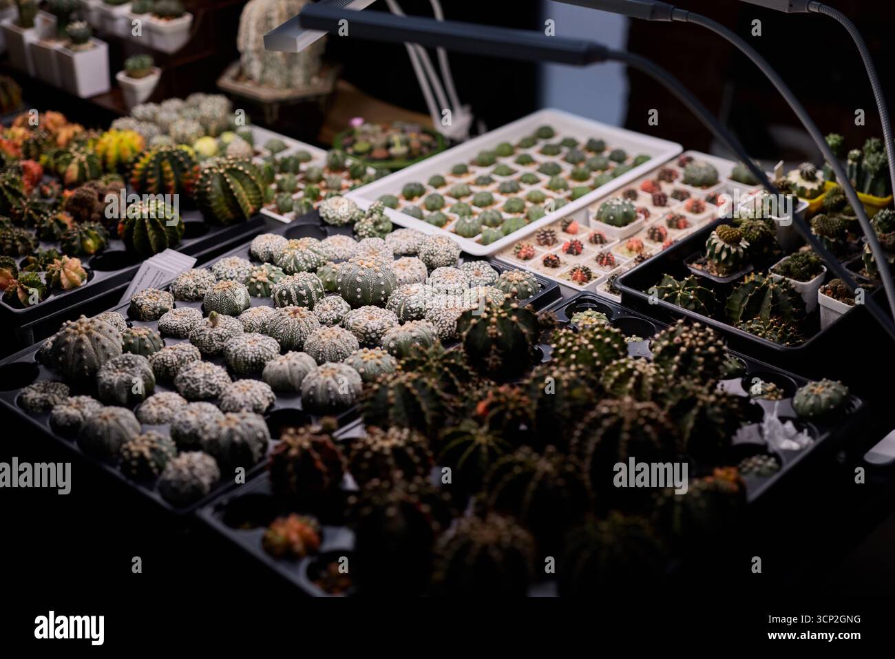 A vibrant collection of diverse cacti and succulents displayed ...