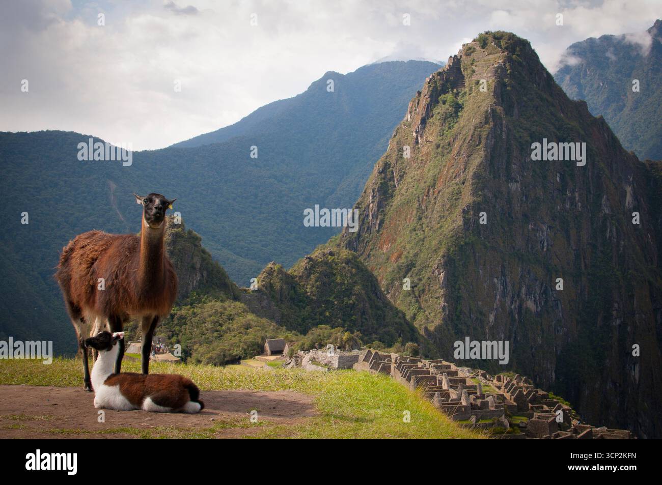 Fauna del cusco hi-res stock photography and images - Alamy