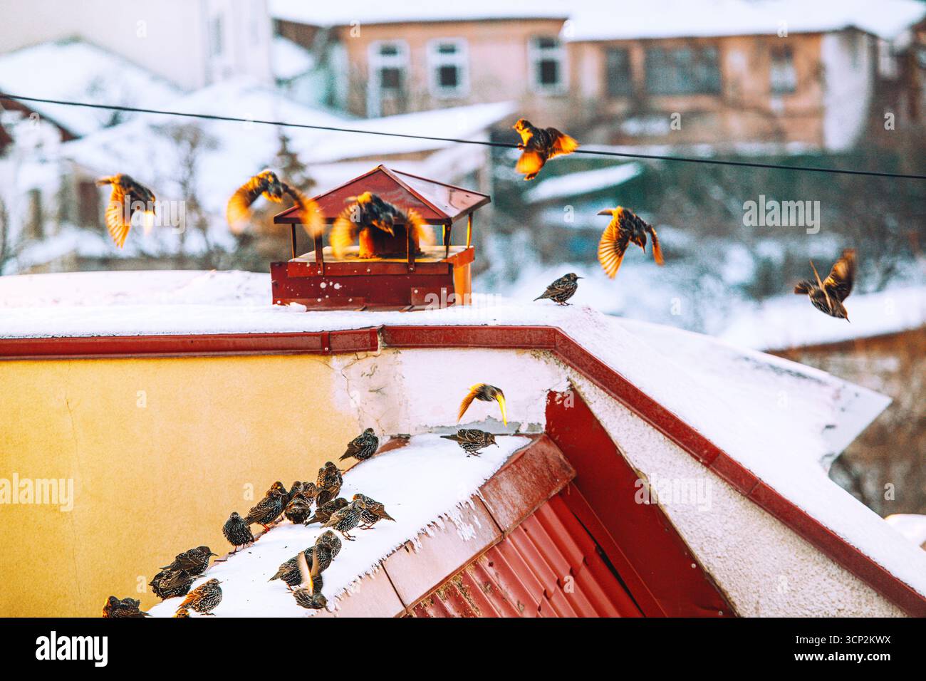 Flock of starlings creates a vibrant winter scene, dynamically ...