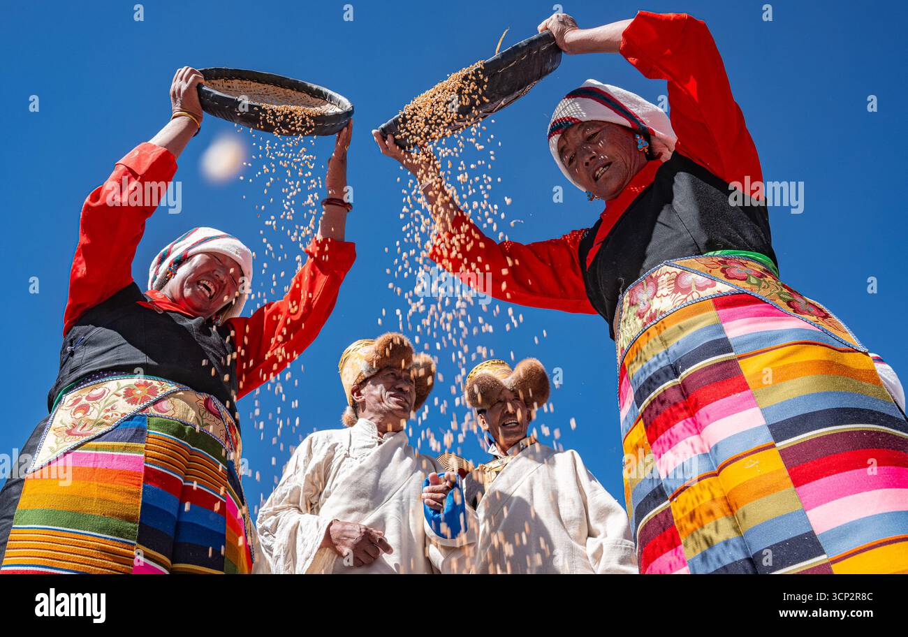 (250924) -- BEIJING, Sept. 24, 2025 (Xinhua) -- Farmers thresh the ...