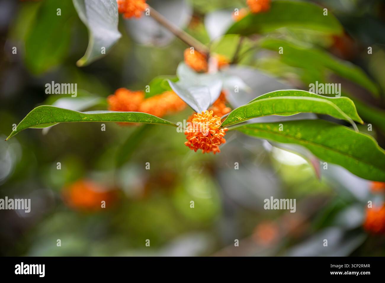 Gui hua osmanthus hi-res stock photography and images - Alamy