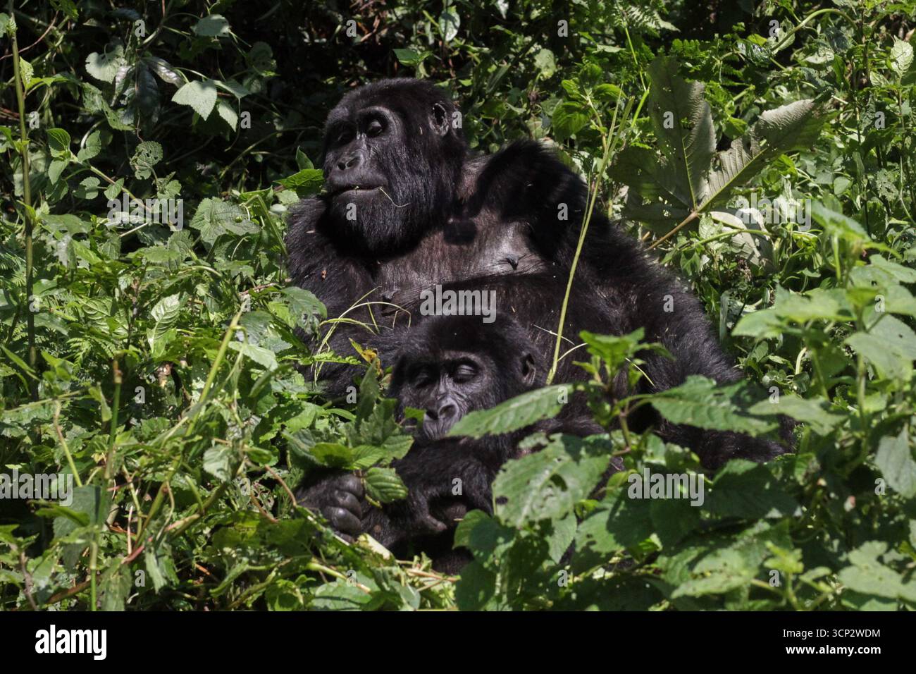 Two mountain gorillas play together in the forest of Bwindi ...