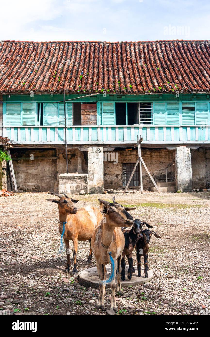 Herd of goats inside the Boljoon Heritage Church complex in Cebu ...