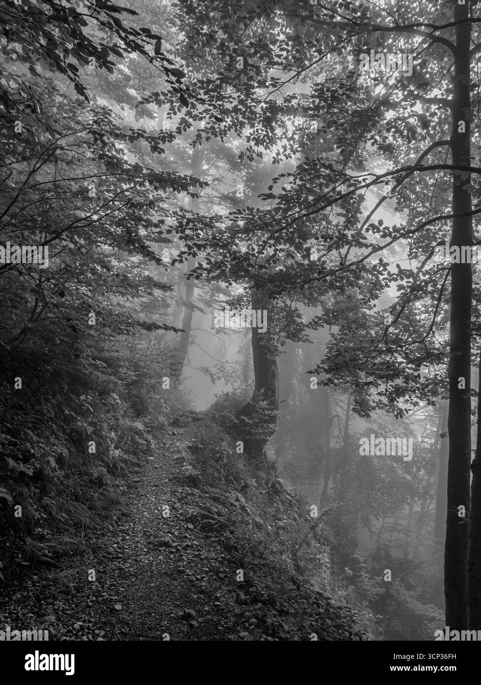 Nature landscape path in Black and White Stock Photos & Images - Alamy