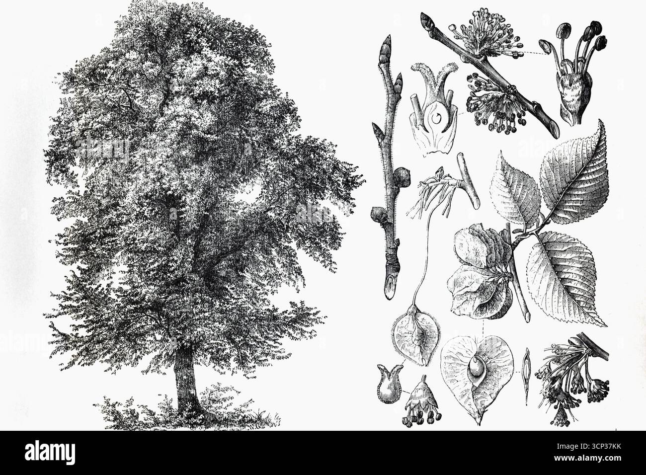 Mountain elm (Ulmus montana), tree, leaves, buds, historical book ...