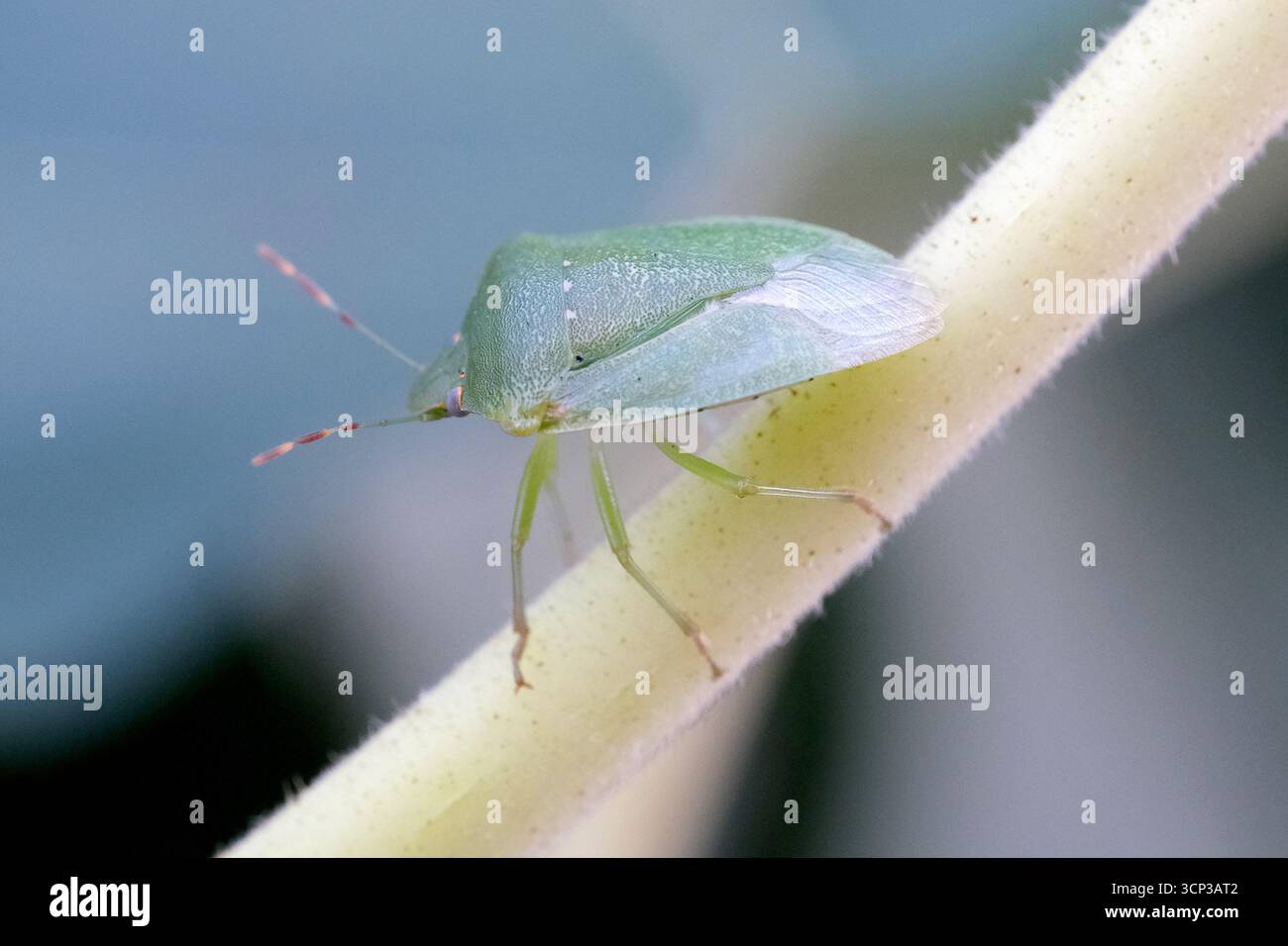 Photo taken on September 22, 2025. show southern green stink bug (lat ...
