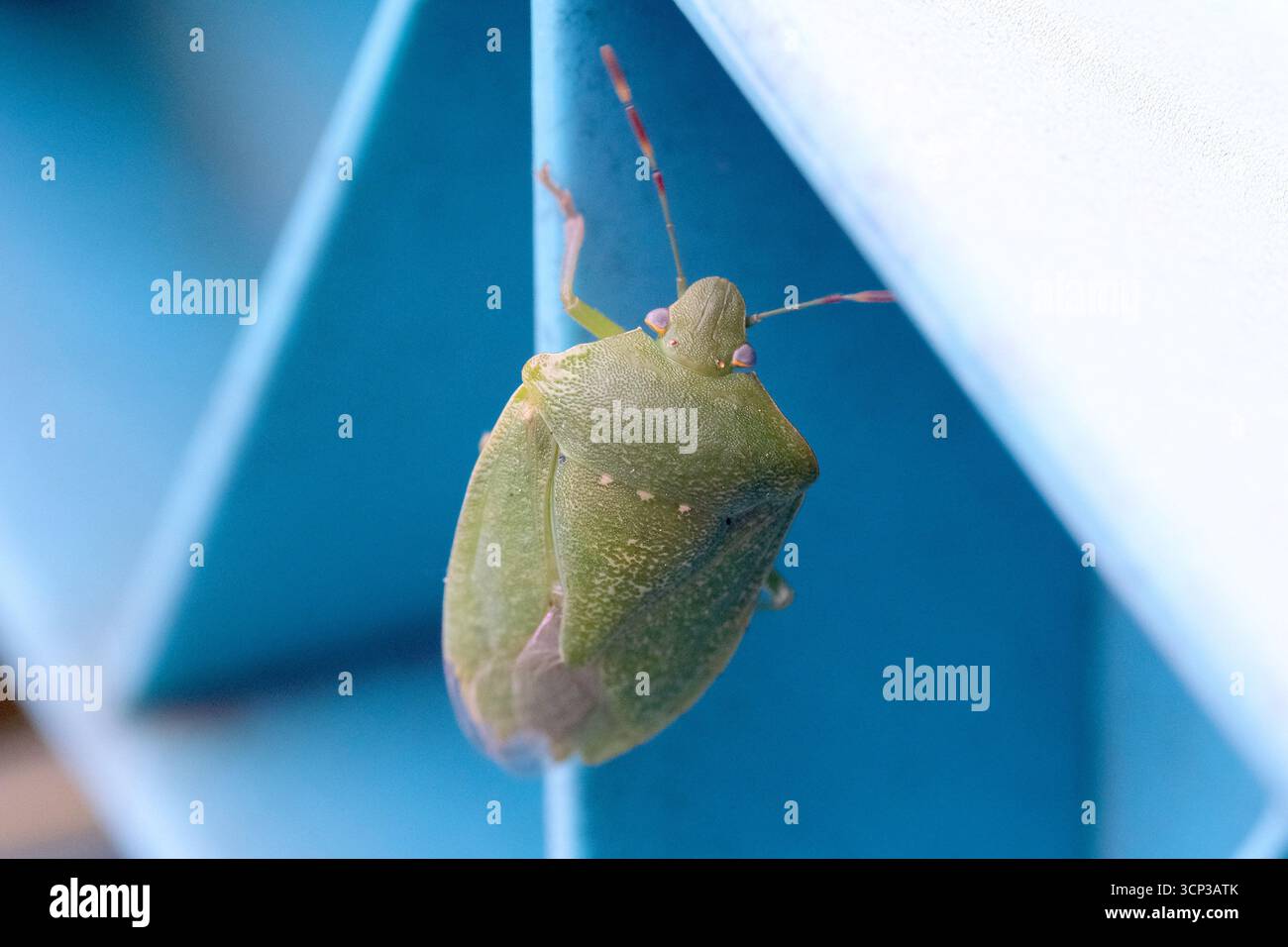 Photo taken on September 22, 2025. show southern green stink bug (lat ...