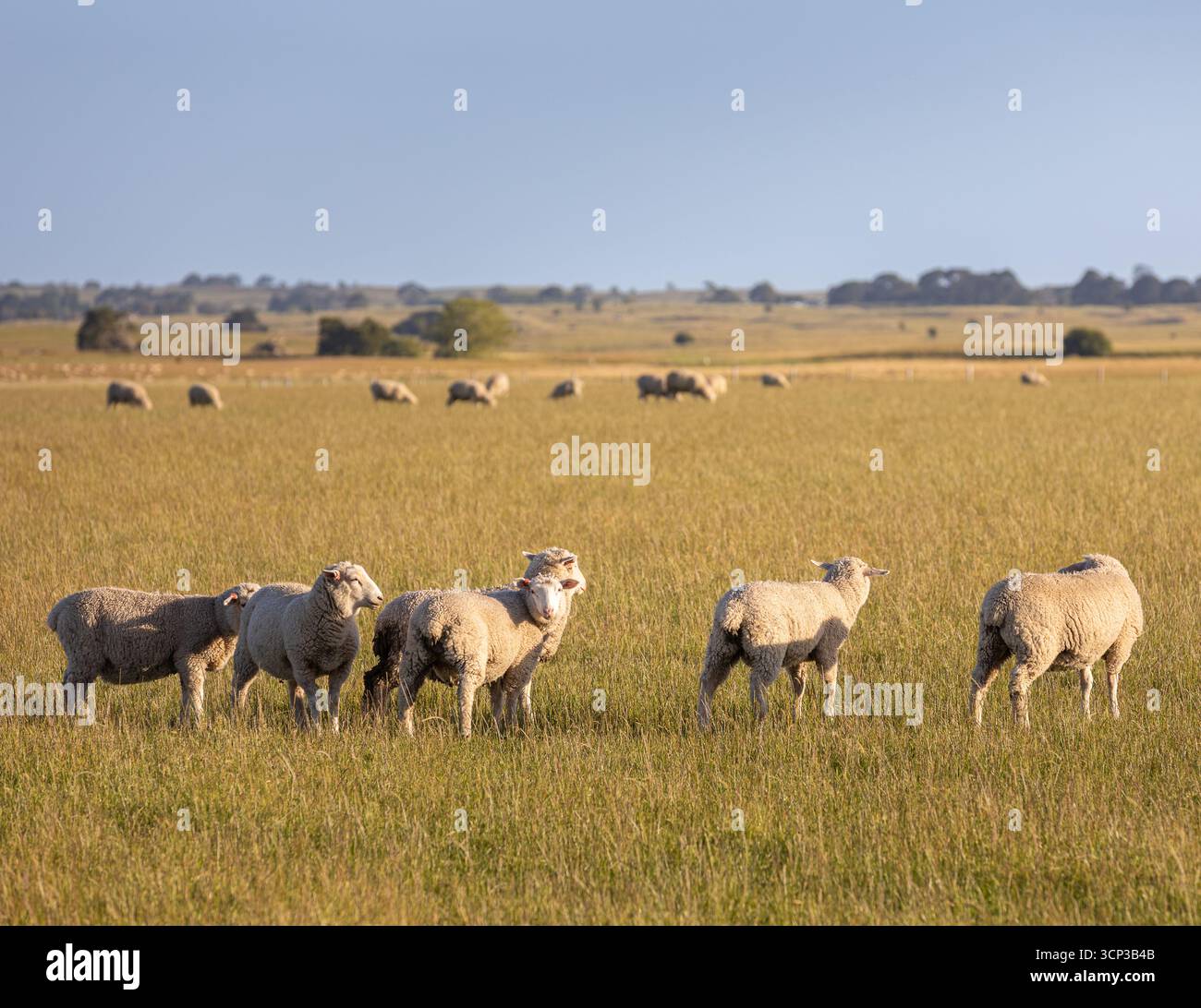 Sheep grazing on a vast grassy paddock in Victoria, Australia Stock ...