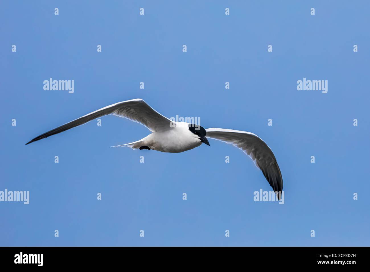 Australian gull billed tern hi-res stock photography and images - Alamy