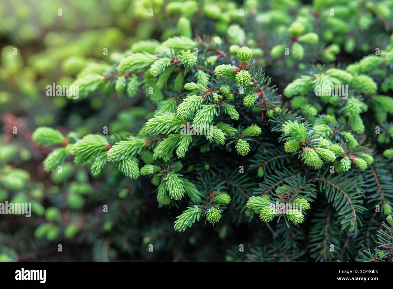 Green tree branch. Young light green shoots of needles. Sunlight gently ...