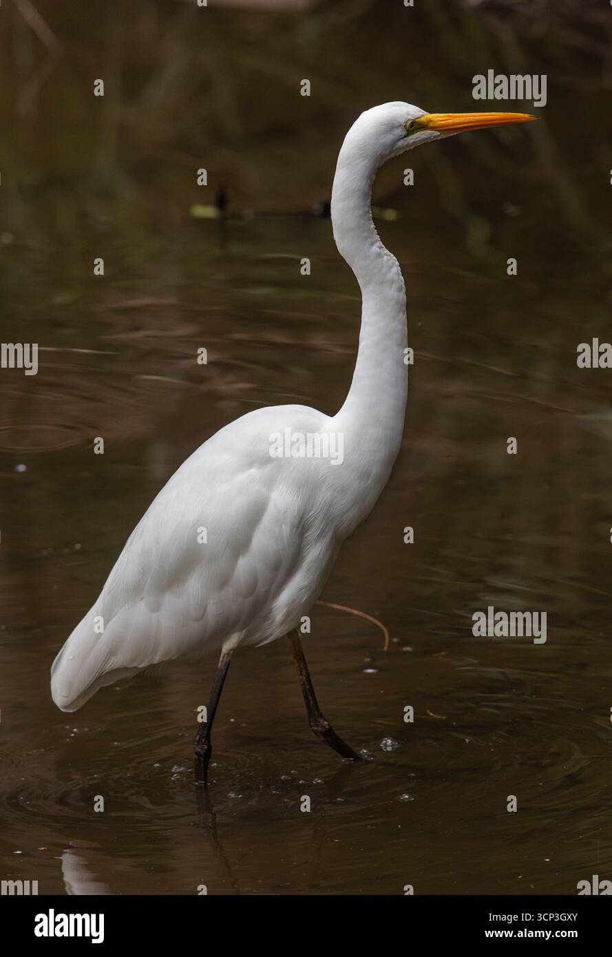 Intermediate Egret (*Ardea intermedia*) stands in a shallow, murky ...