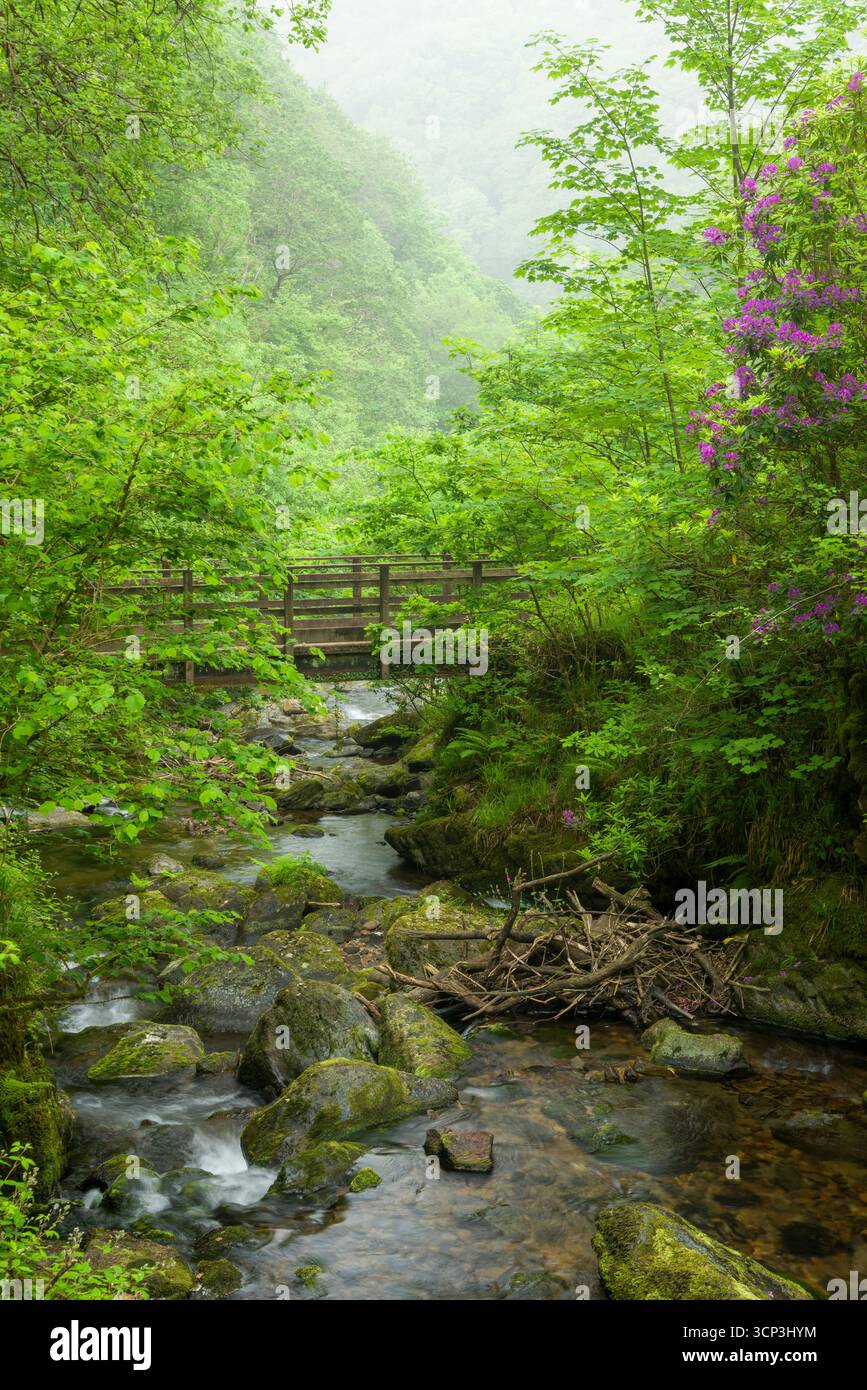 A wooden footbridge over Hoaroak Water at Watersmeet in the Exmoor ...