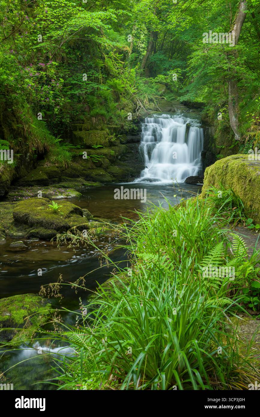 The waterfall on Hoaroak Water at Watersmeet in the Exmoor National ...