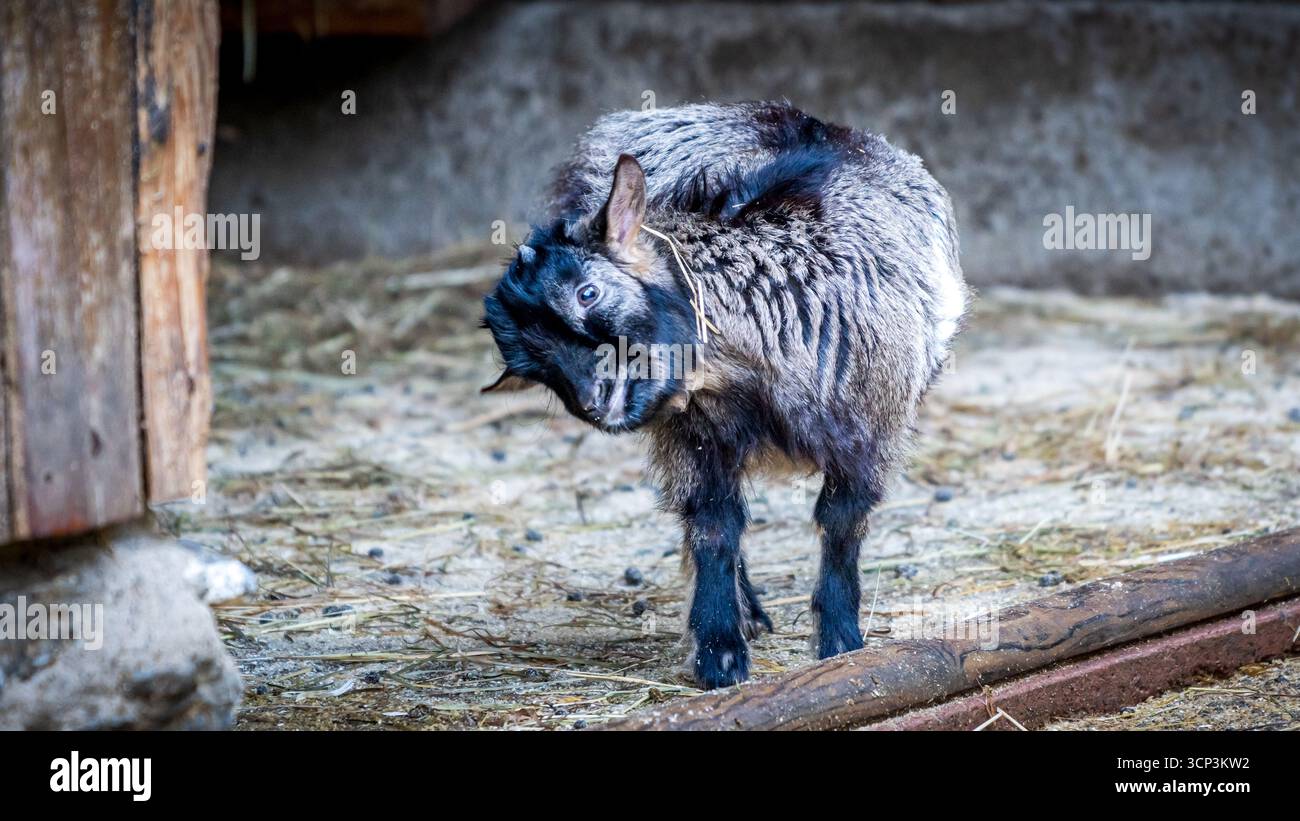 Cute black goat scratching body hi-res stock photography and images - Alamy