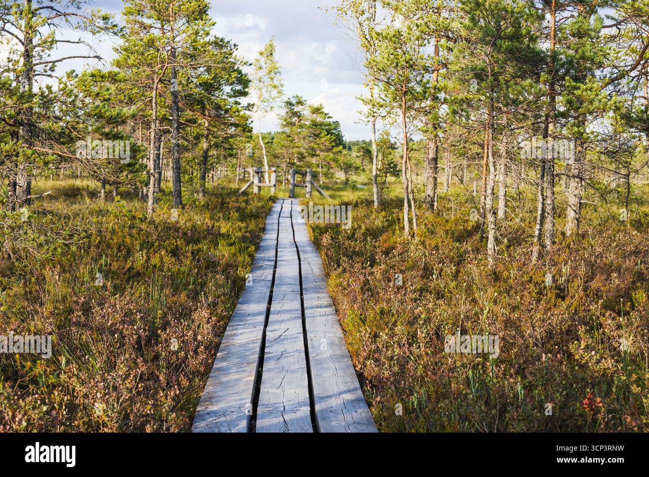 Forest path leading through taiga hi-res stock photography and images ...