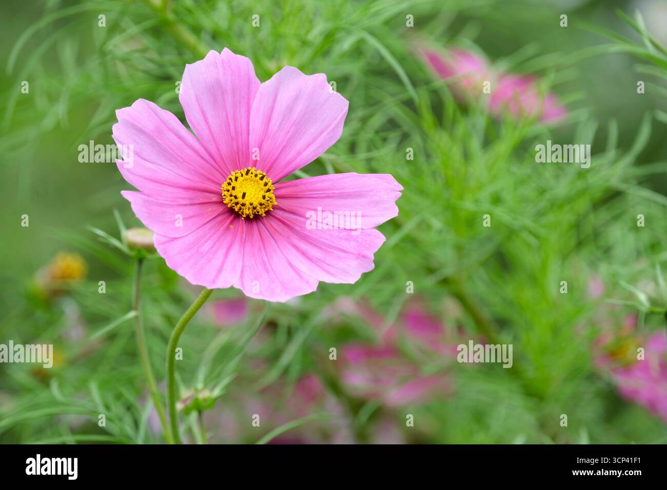 Cosmos bipinnatus sensation series hi-res stock photography and images ...