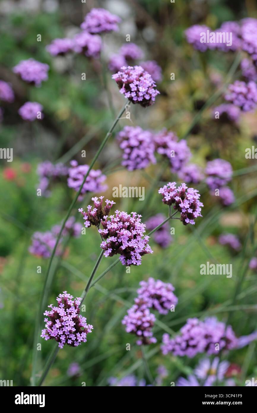 Verbena bonariensis, purple top, Argentinian vervain, Numerous branched ...