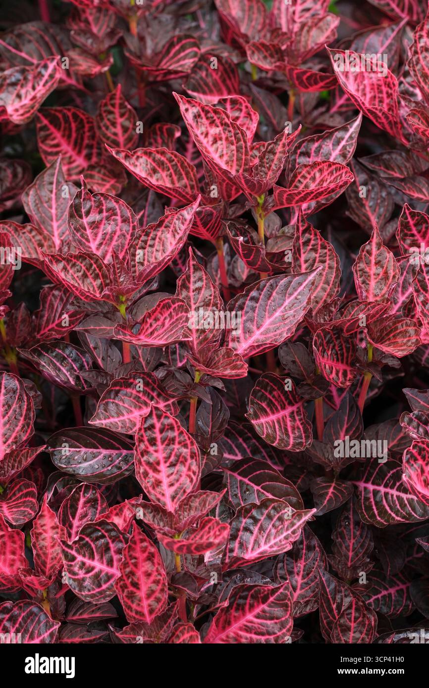 Iiresine herbstii brilliantissima hi-res stock photography and images ...