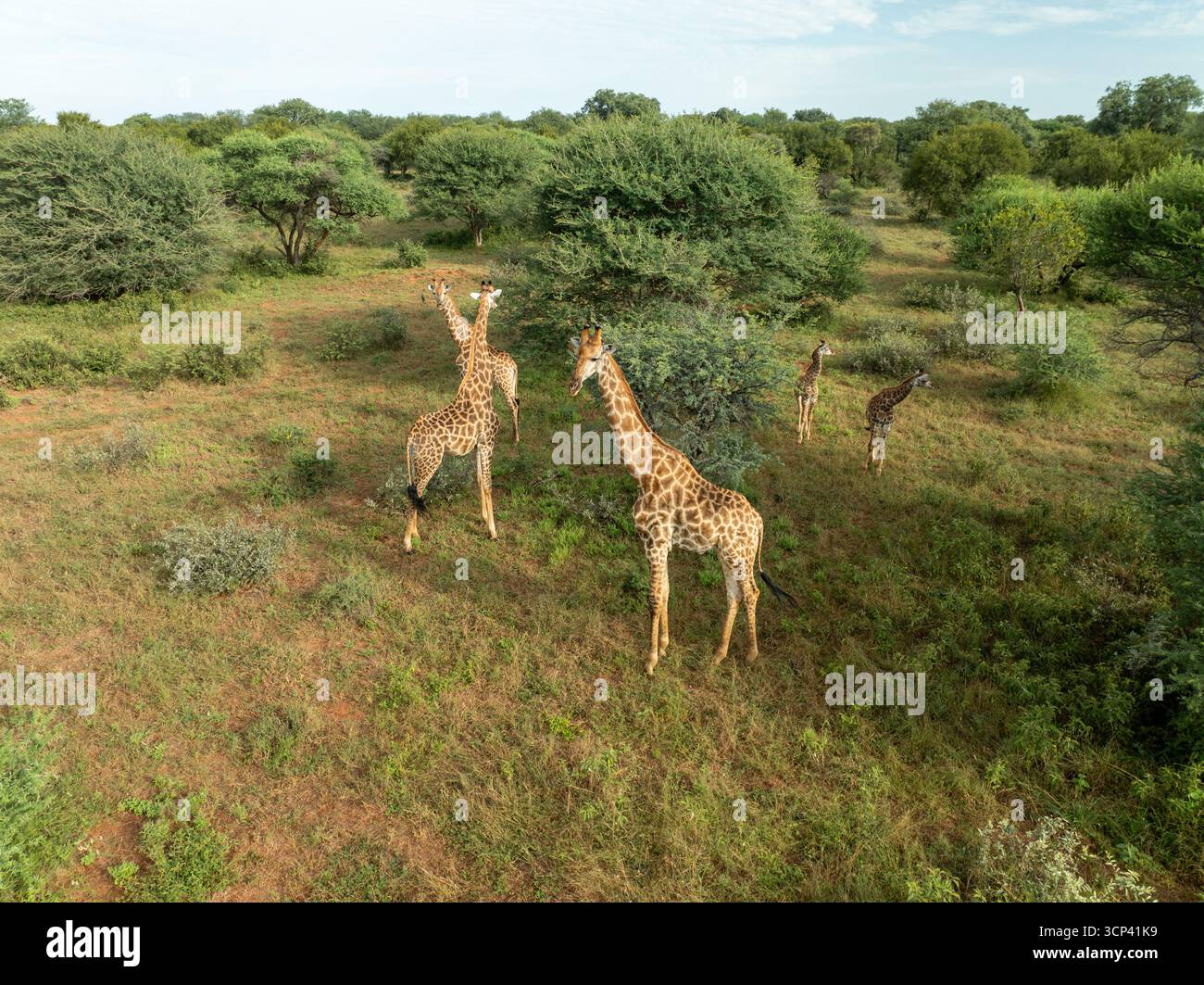 Aerial view of giraffes gracefully roam the diverse terrain, a tapestry ...