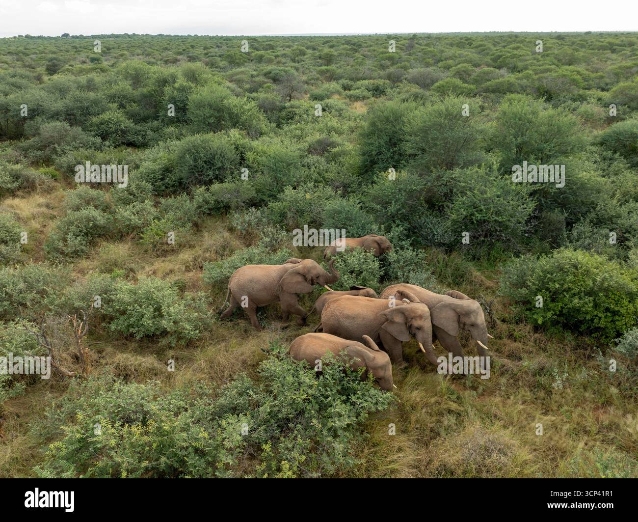 Aerial view of elephants grazing peacefully among the lush green ...