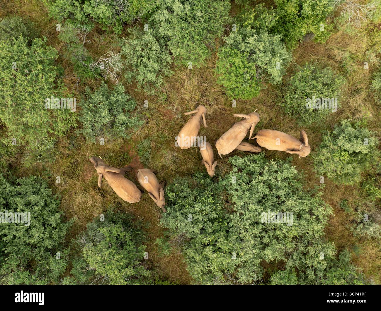 Aerial view of a herd of animals resting peacefully amidst the vibrant ...