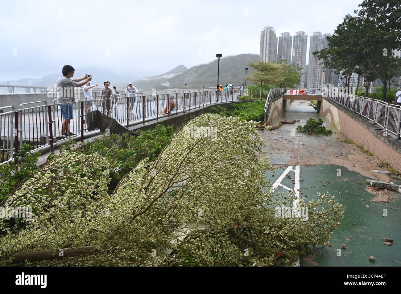 A general view showing the tree fall down at Tseung Kwan O Waterfront ...