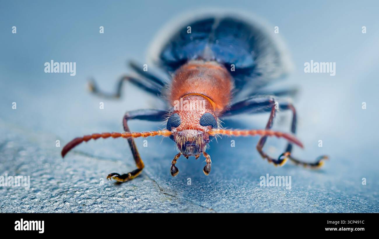 Extreme macro close-up revealing a vibrant clerid beetle, highlighting ...