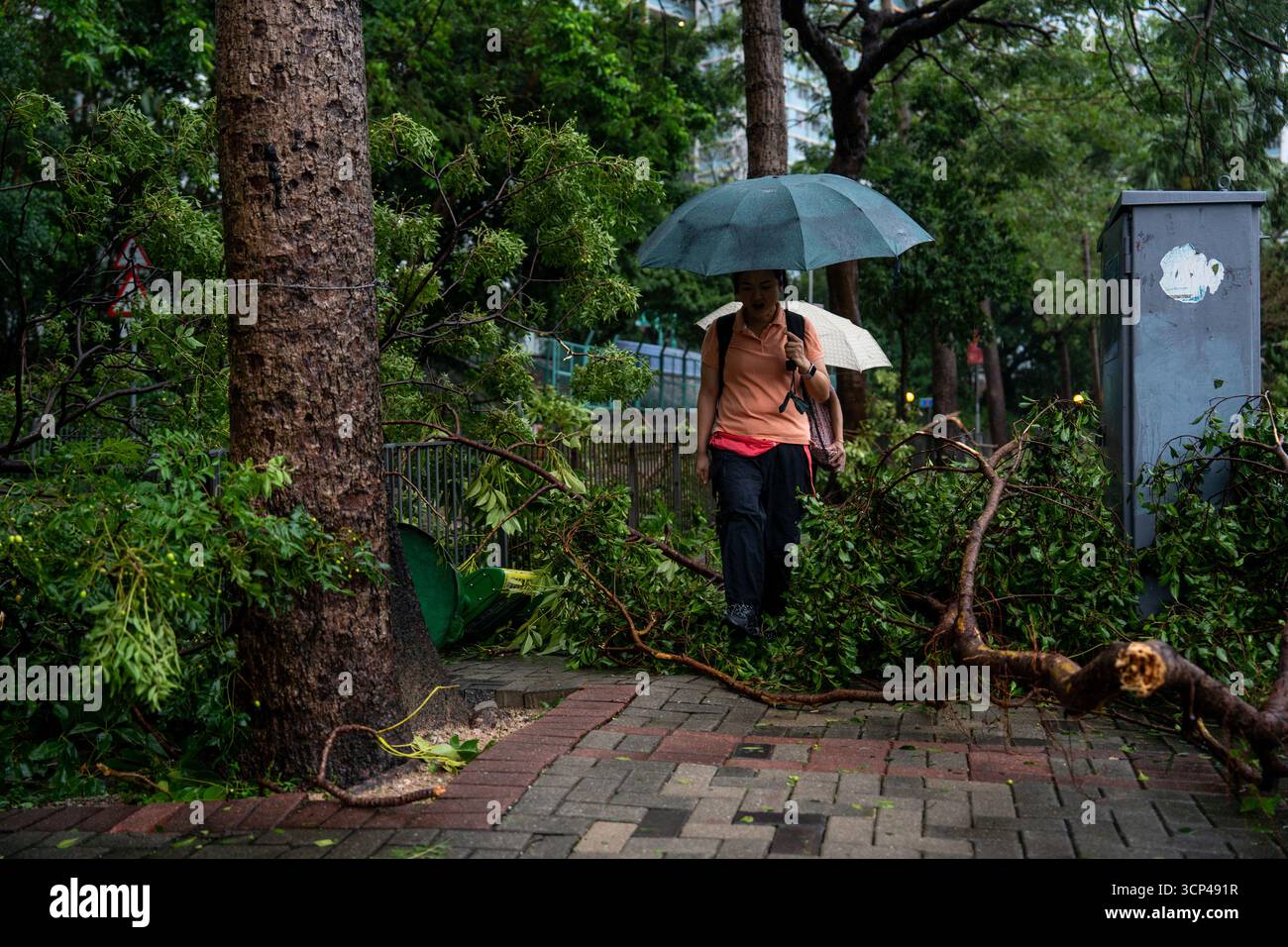 A women walking pass a fallen tree as Typhoon Ragasa passes through on ...
