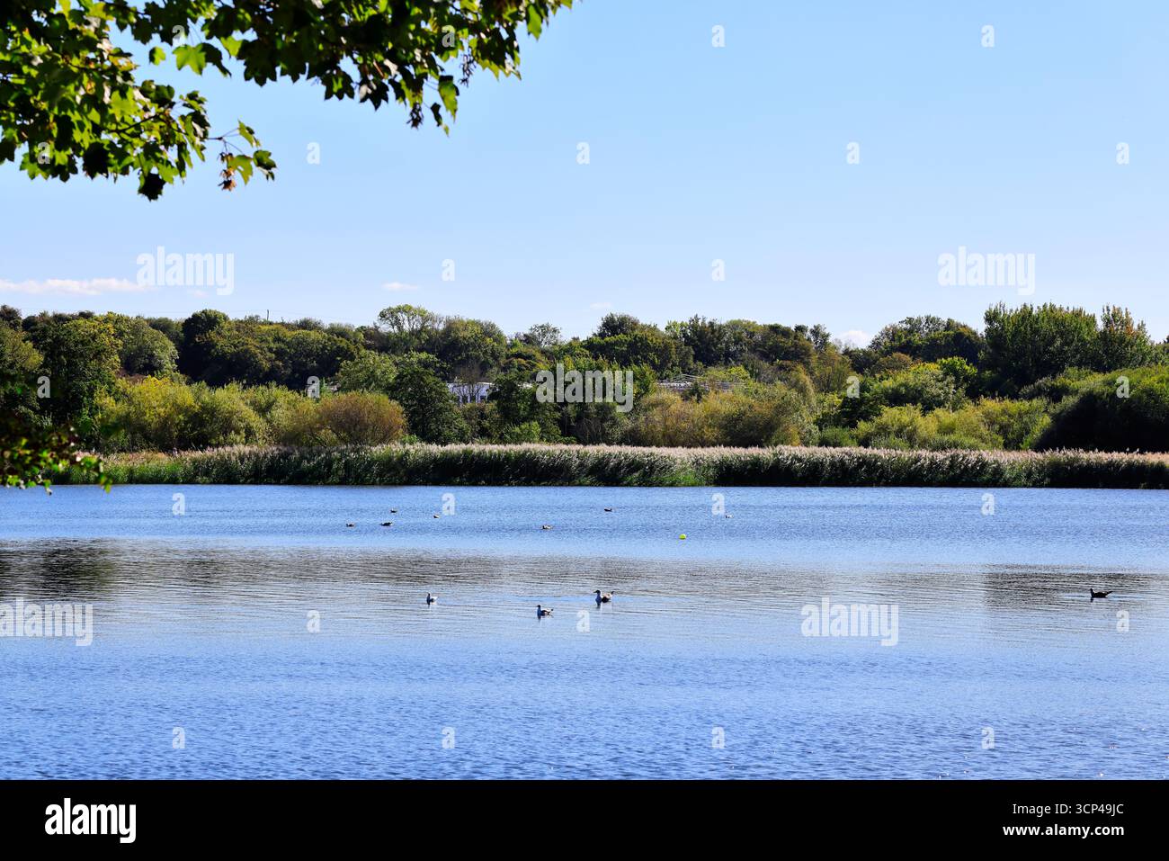 Cosmeston Lakes and |Country Park, Penarth, South Wales. Taken ...