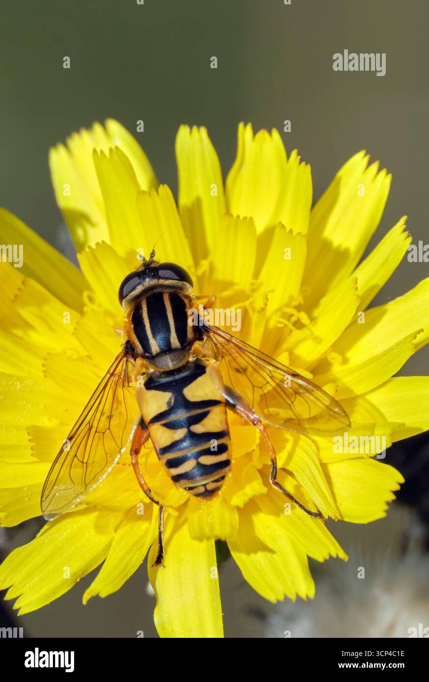 Hoverfly (Helophilus pendulus) female. Harewood Common, Andover ...