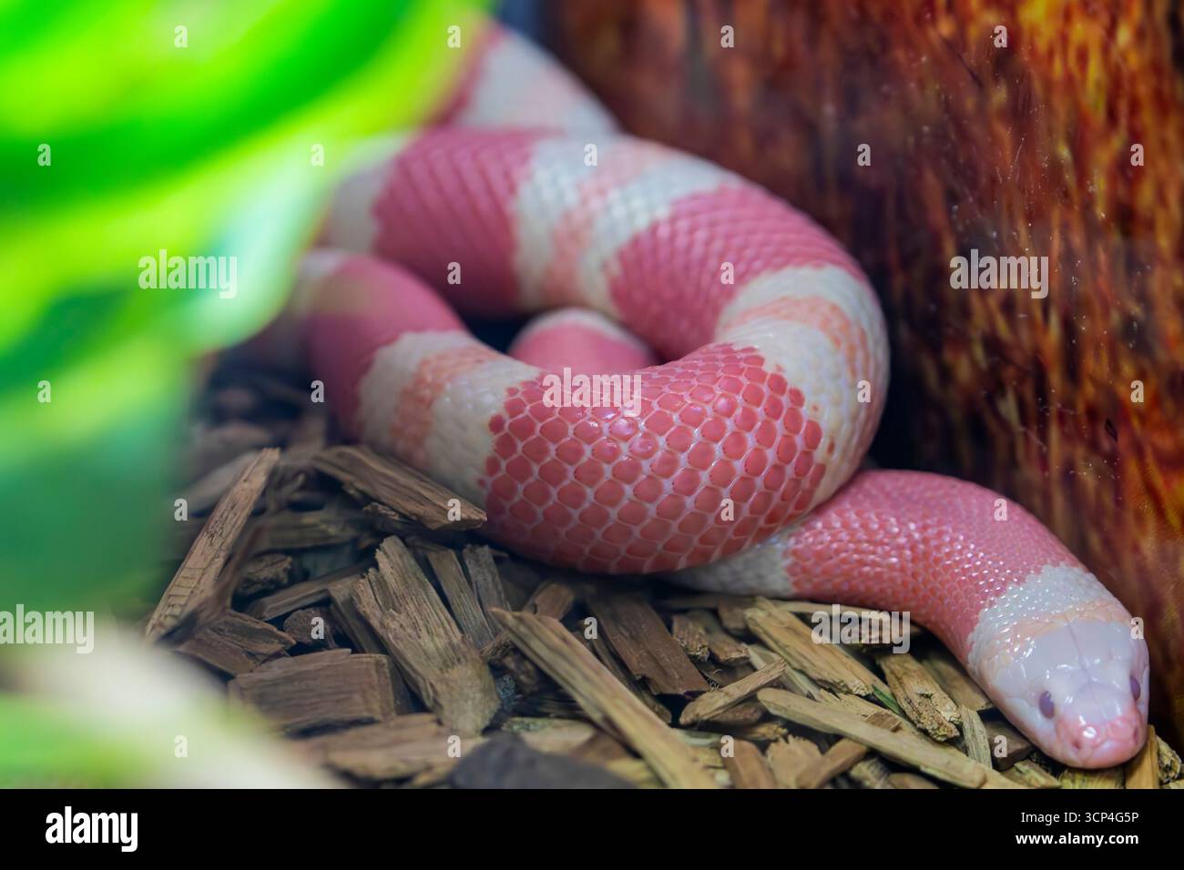the closeup image of albino pueblan milk snake (Lampropeltis triangulum ...