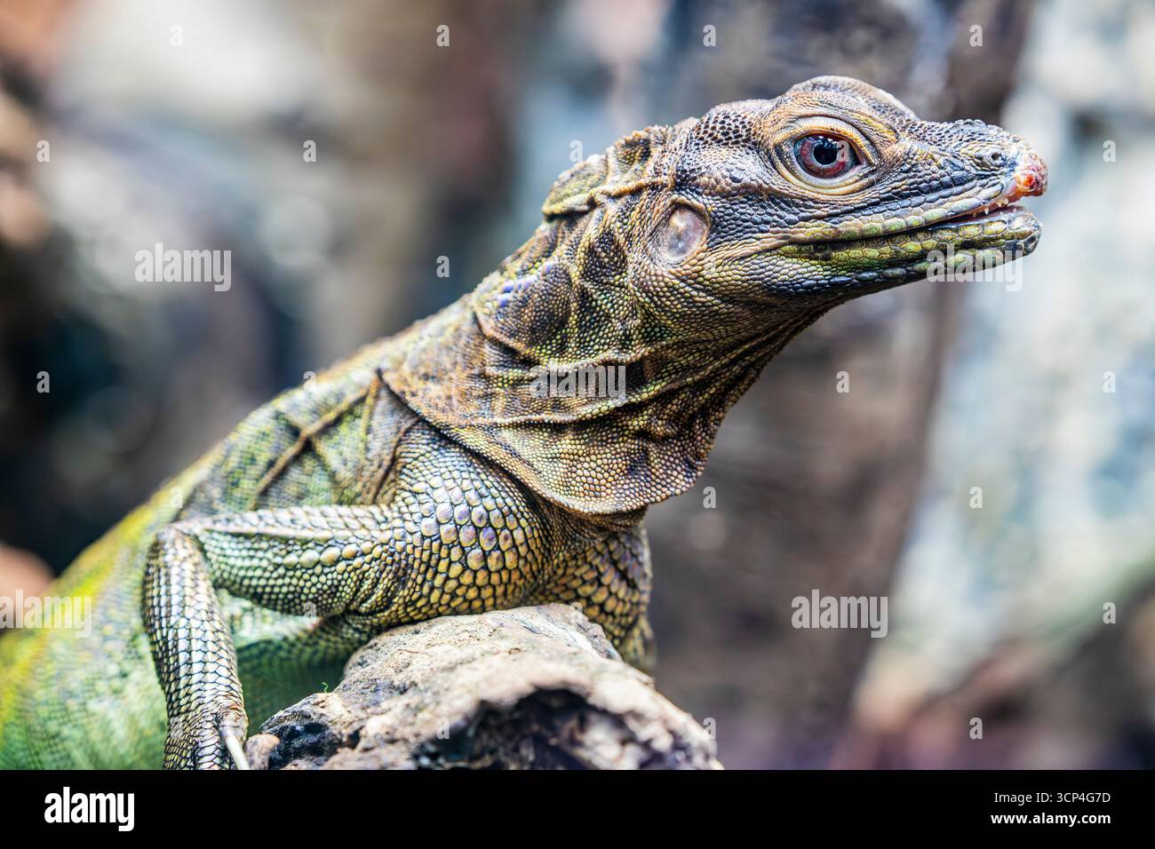 The Philippine sailfin lizard (Hydrosaurus pustulatus) is an oviparous ...
