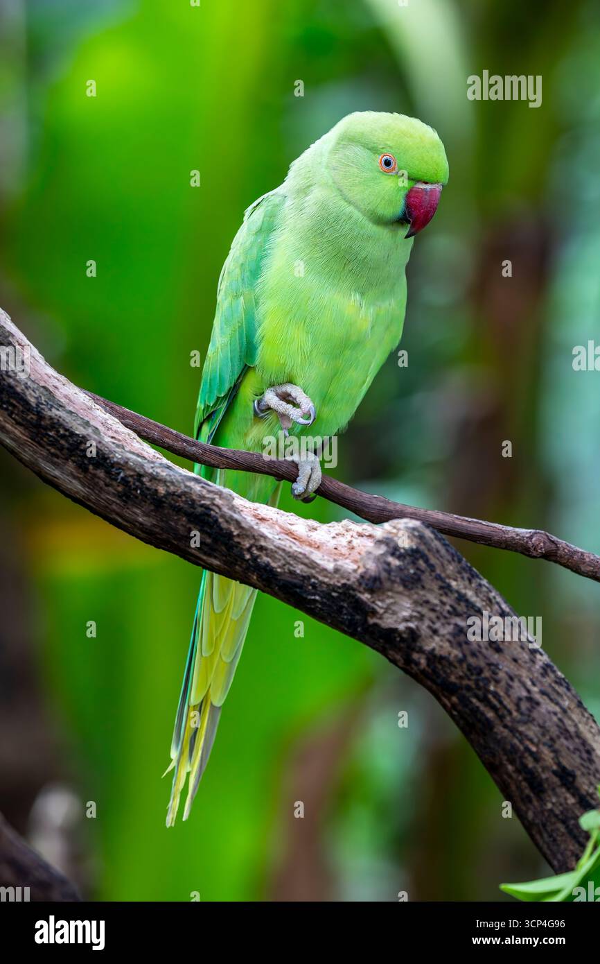 The rose-ringed parakeet (Psittacula krameri) is a medium-sized parrot ...