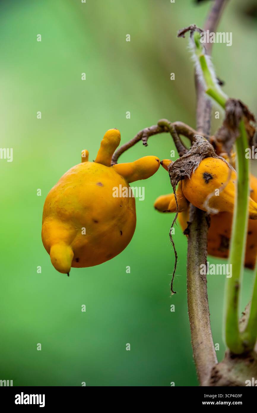 the closeup image of nipplefruit (Solanum mammosum) is an inedible Pan ...