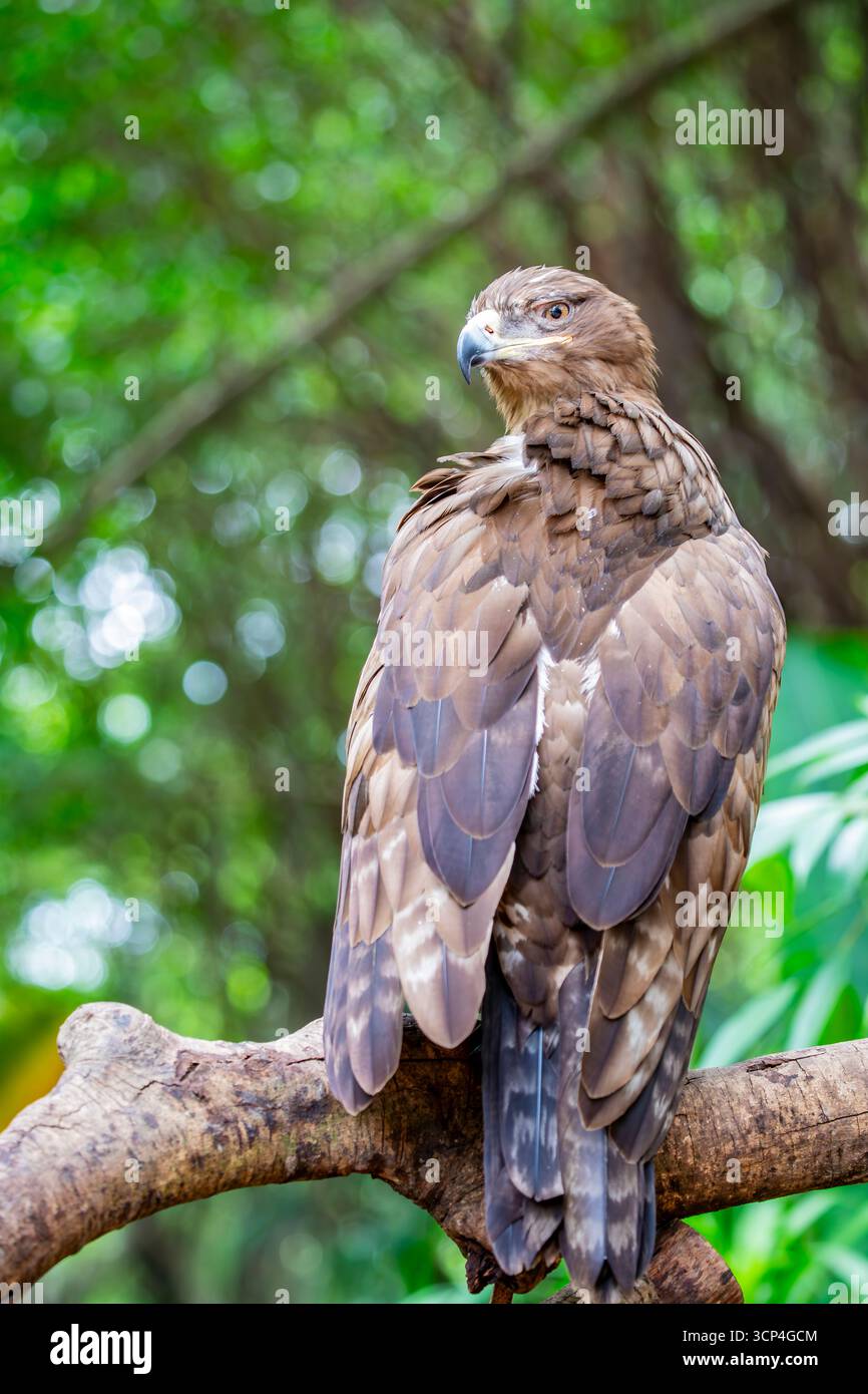 The steppe eagle (Aquila nipalensis) is a large bird of prey. It is a ...